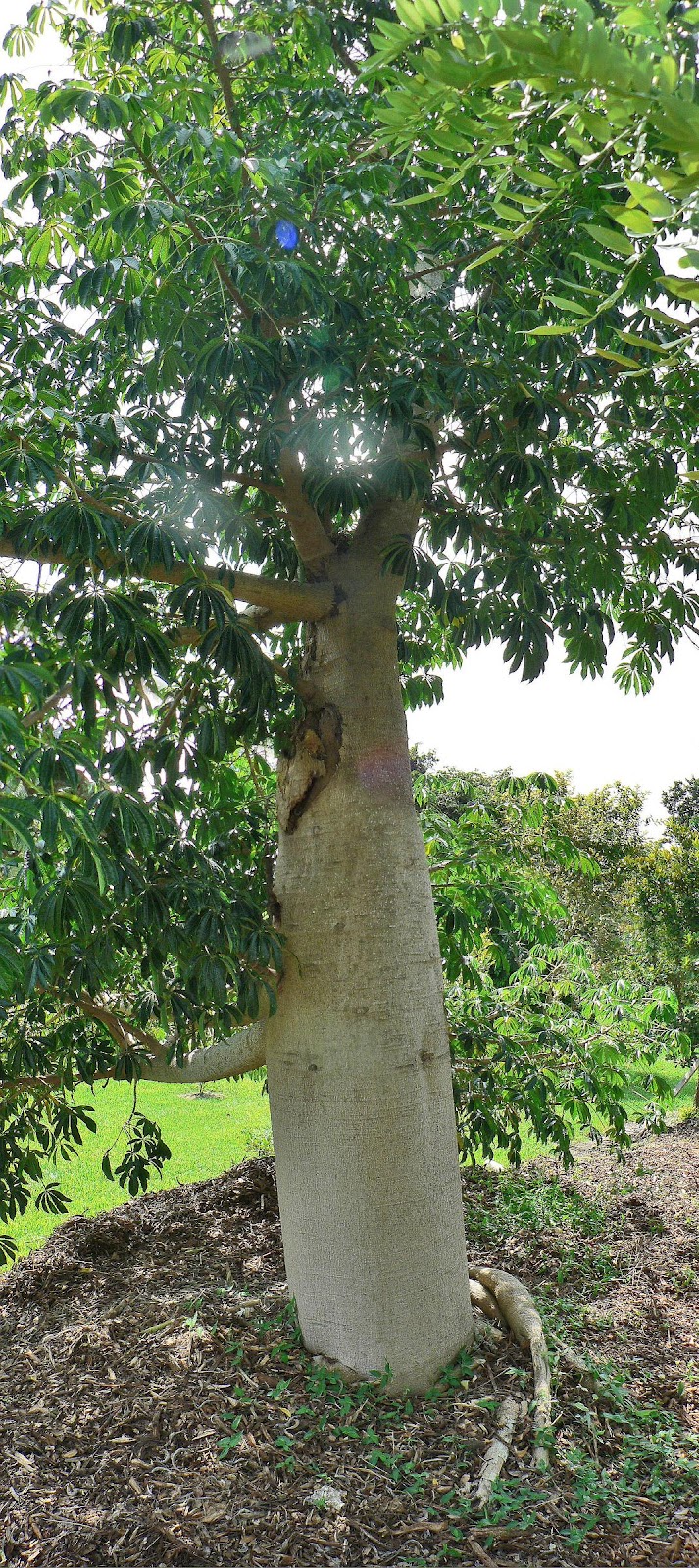 Yacaratía, el árbol comestible – Las Tertulias de Juana Manuela