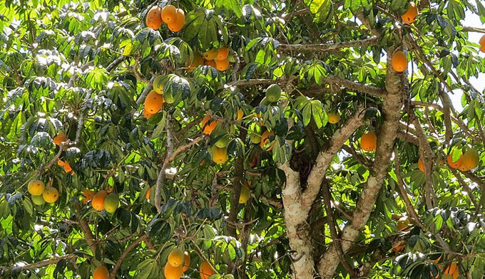 Yacaratía, el árbol comestible – Las Tertulias de Juana Manuela