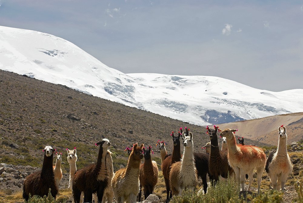 Camélidos sudamericanos o el oro de los Andes – Las Tertulias de Juana ...