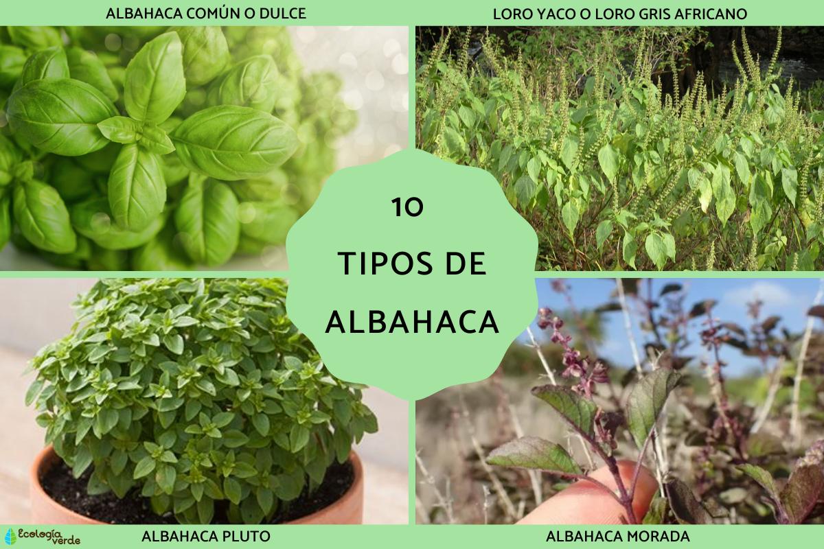 AROMÁTICA ALBAHACA – Las Tertulias de Juana Manuela